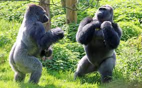 Elogio del Maschio Omega | sergioferraiolo